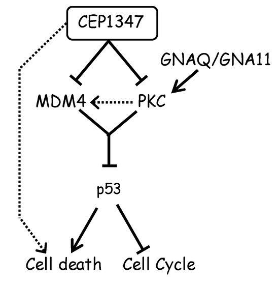 Cancers | Free Full-Text | CEP-1347 Dually Targets MDM4 and PKC to ...
