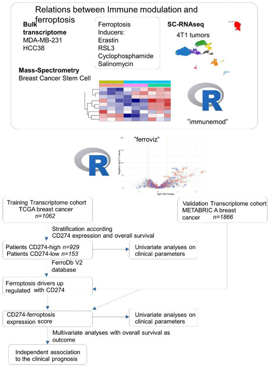 Ferroptosis Inducers Upregulate PD-L1 in Recurrent Triple-Negative Breast Cancer