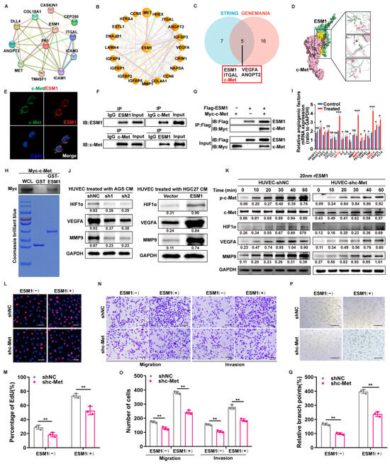 ESM1 Interacts with c-Met to Promote Gastric Cancer Peritoneal ...
