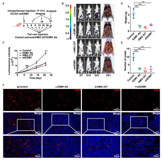 ESM1 Interacts with c-Met to Promote Gastric Cancer Peritoneal ...