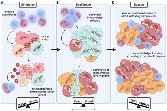 Immune Escape Strategies in Head and Neck Cancer: Evade, Resist ...
