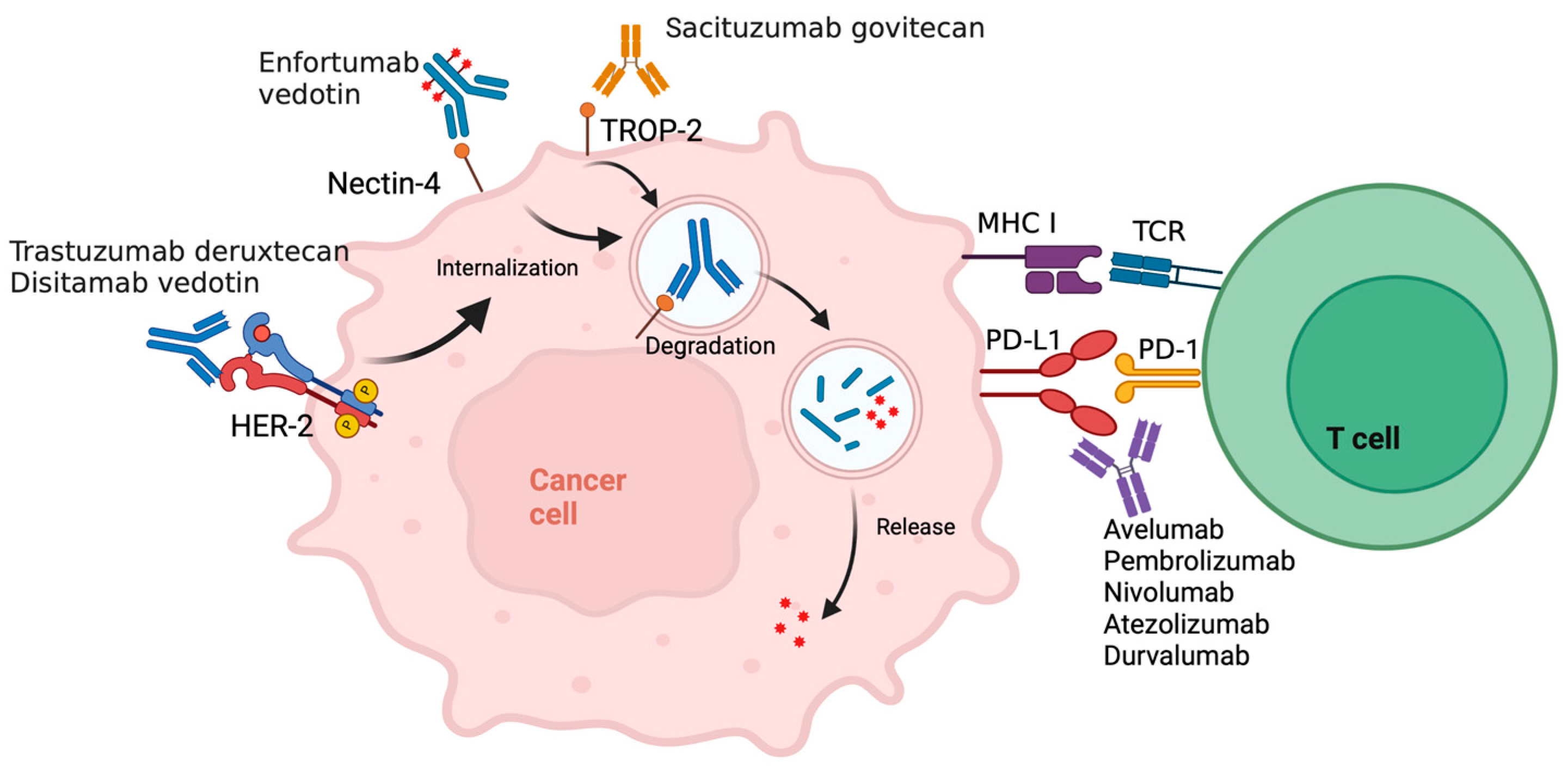 Cancers | Free Full-Text | A Comprehensive Review of Immunotherapy Clinical Trials for ...