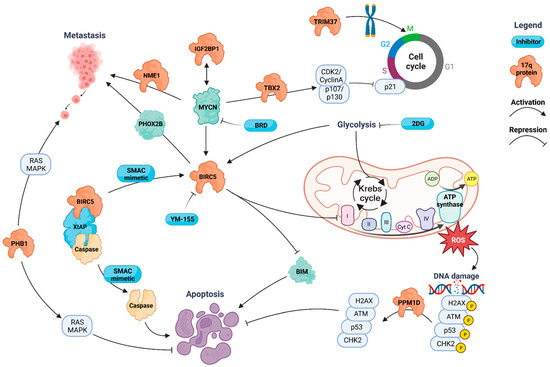 17q Gain in Neuroblastoma: A Review of Clinical and Biological Implications