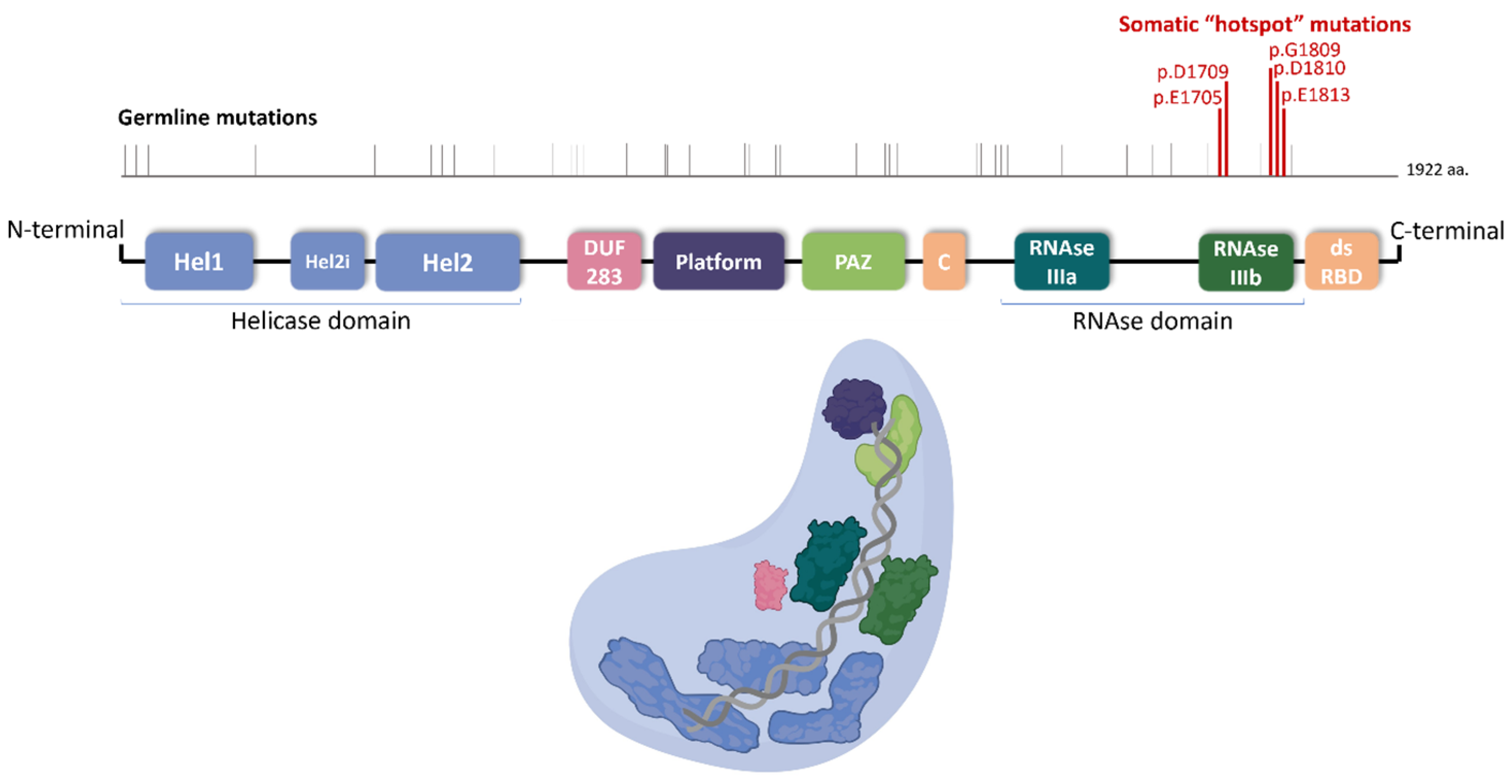 Cancers | Free Full-Text | Expanding Our Knowledge of DICER1 Gene Alterations and Their Role in ...