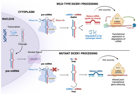 Cancers | Free Full-Text | Expanding Our Knowledge of DICER1 Gene Alterations and Their Role in ...