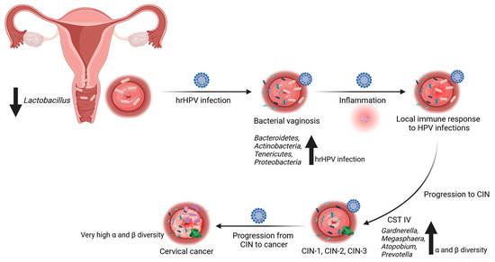 Human Papillomavirus Infections and the Role Played by Cervical and ...