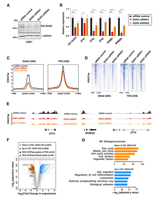 Cancers | Free Full-Text | CIC-DUX4 Chromatin Profiling Reveals New ...