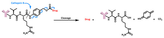 Cancers | Free Full-Text | Targeted Therapeutic Strategies for the ...
