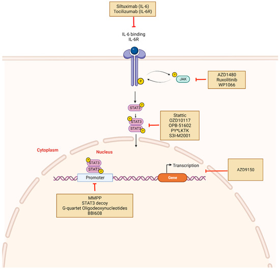 Exploring Novel Frontiers: Leveraging STAT3 Signaling for Advanced ...