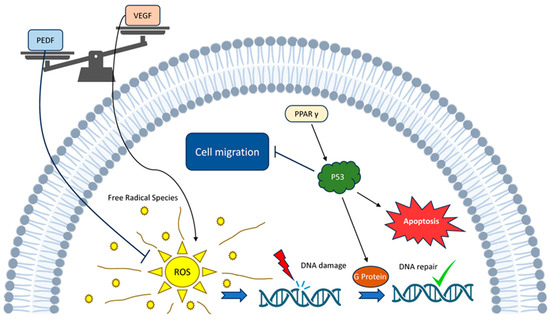 The Various Roles of PEDF in Cancer