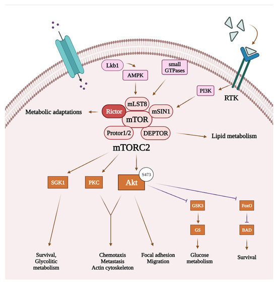 Rictor—A Mediator of Progression and Metastasis in Lung Cancer