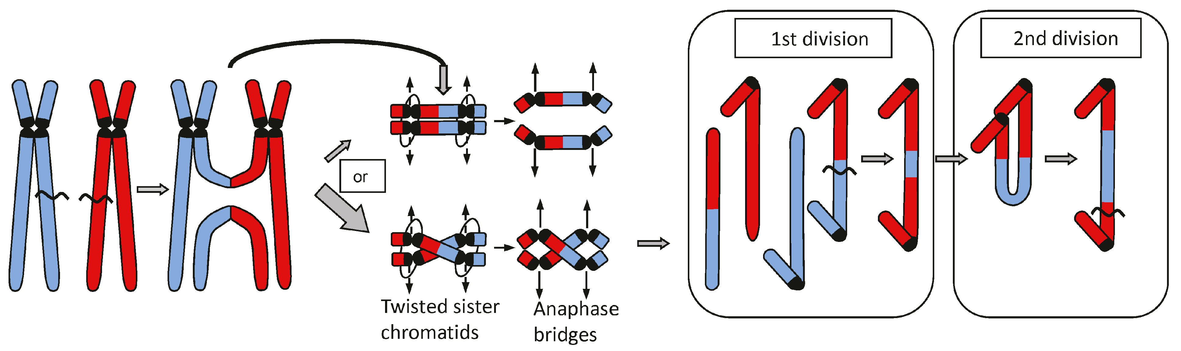Macromutations Yielding Karyotype Alterations (and the Process(es ...