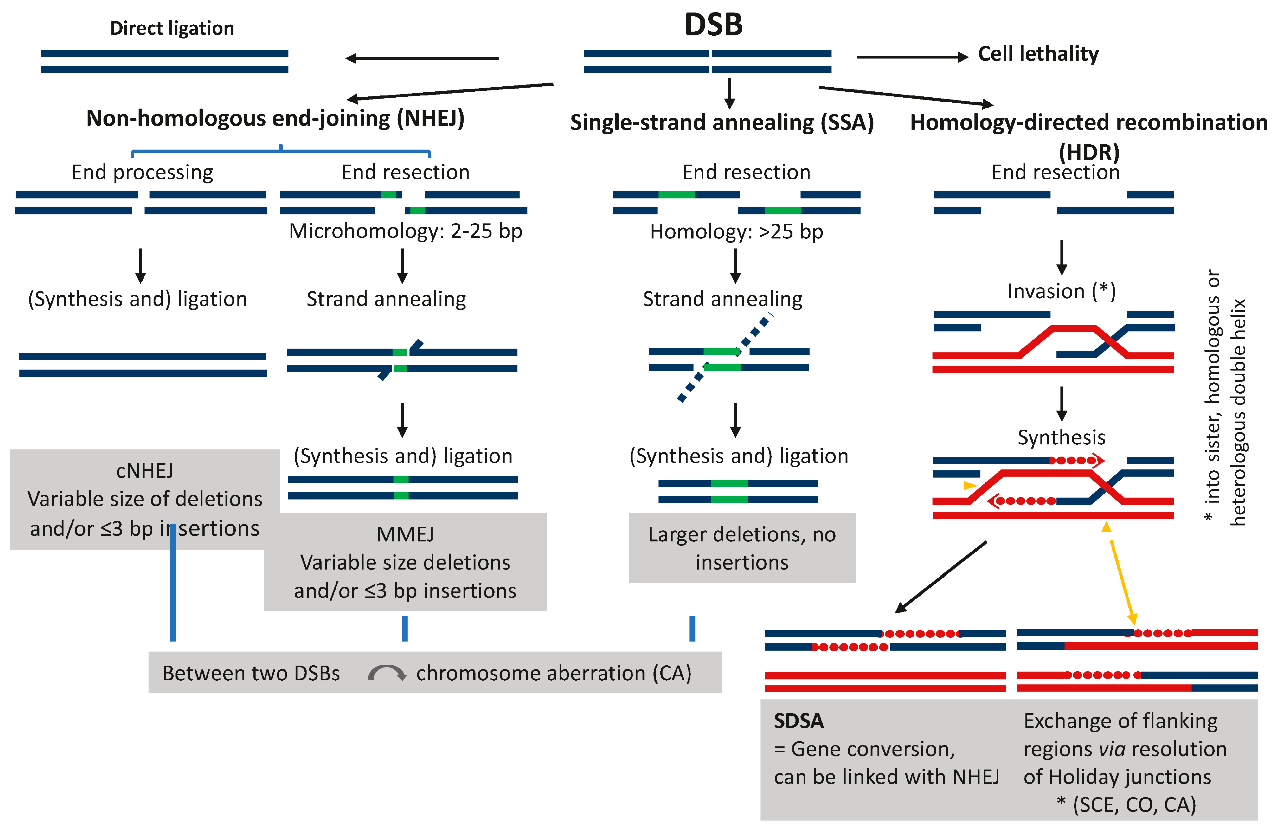 Macromutations Yielding Karyotype Alterations (and the Process(es ...