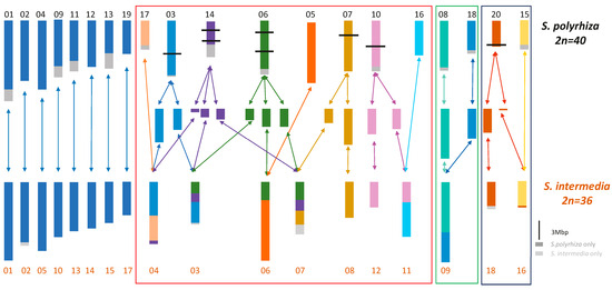 Macromutations Yielding Karyotype Alterations (and the Process(es ...