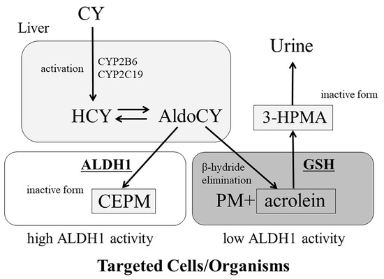 Human Leukocyte Antigen–Haploidentical Haematopoietic Stem Cell ...