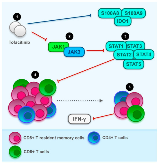 The JAK-STAT Pathway as a Therapeutic Strategy in Cancer Patients with Immune Checkpoint ...