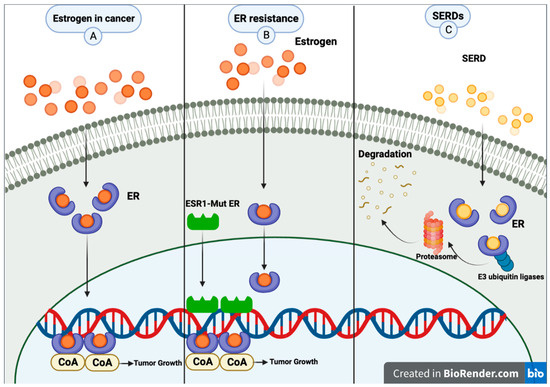 Oral SERD, a Novel Endocrine Therapy for Estrogen Receptor-Positive ...