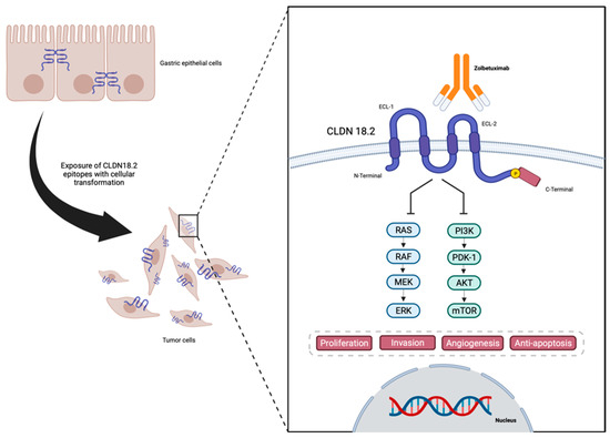 Claudin 18.2 as a New Biomarker in Gastric Cancer—What Should We Know?