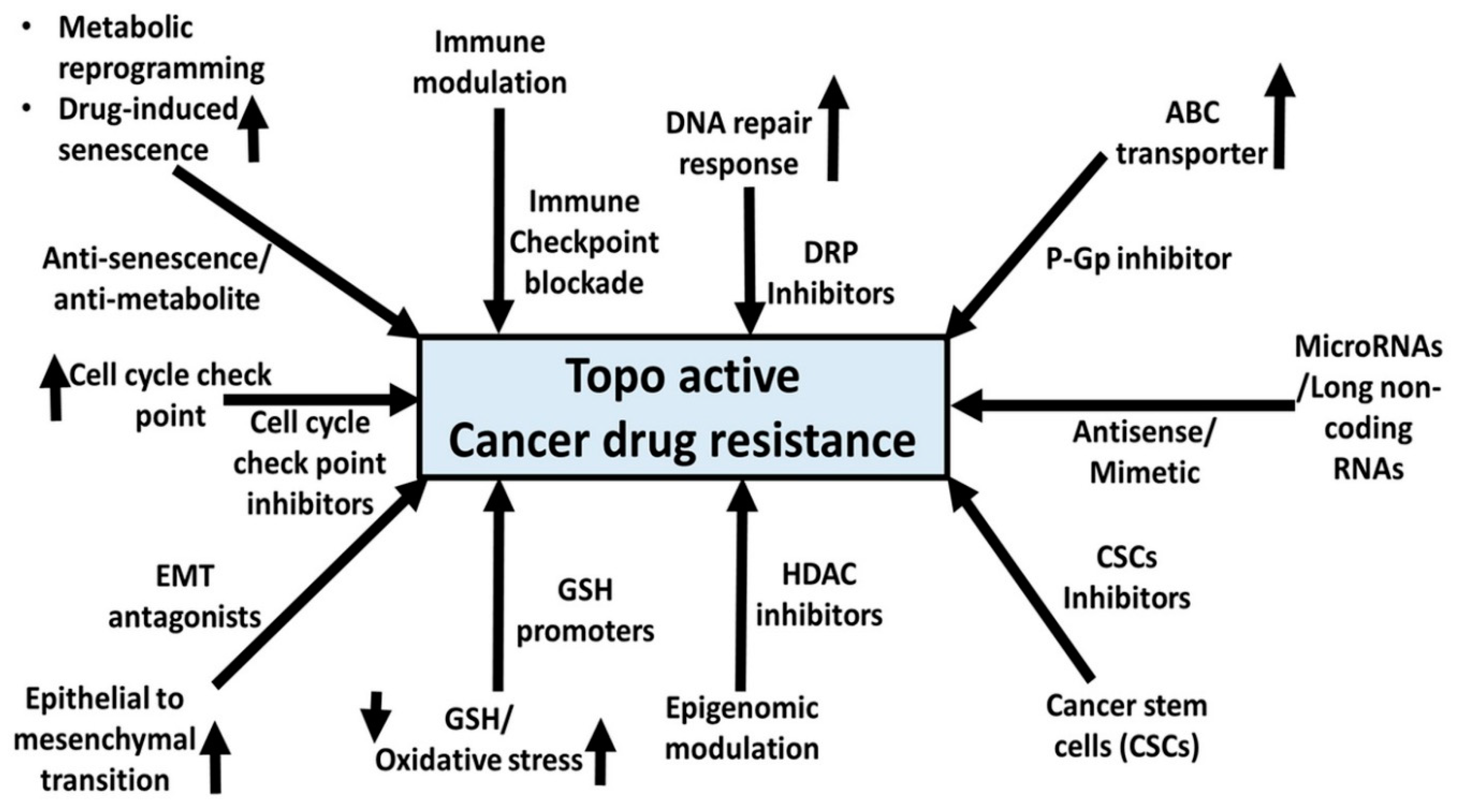 Cancers | Free Full-Text | Understanding Cancer’s Defense against Topoisomerase-Active Drugs: A ...