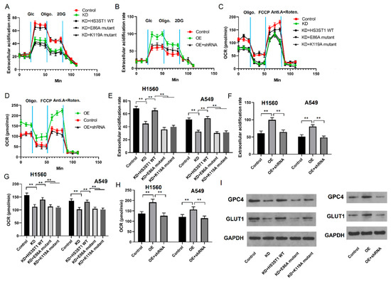 Hypoxia-Derived Exosomes Promote Lung Adenocarcinoma by Regulating ...