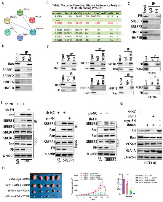 Fumarate Hydratase Enhances the Therapeutic Effect of PD-1 Antibody in Colorectal Cancer by ...