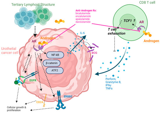 Roles of Androgen Receptor Signaling in Urothelial Carcinoma