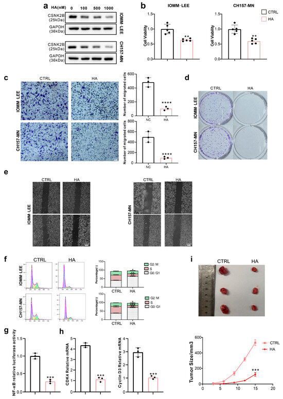 RACK1 Promotes Meningioma Progression by Activation of NF-κB Pathway ...