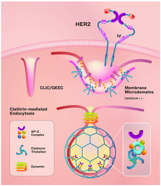 Next-Generation HER2-Targeted Antibody–Drug Conjugates in Breast Cancer