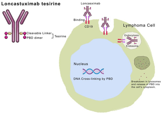 Innovations in Antibody-Drug Conjugate (ADC) in the Treatment of Lymphoma