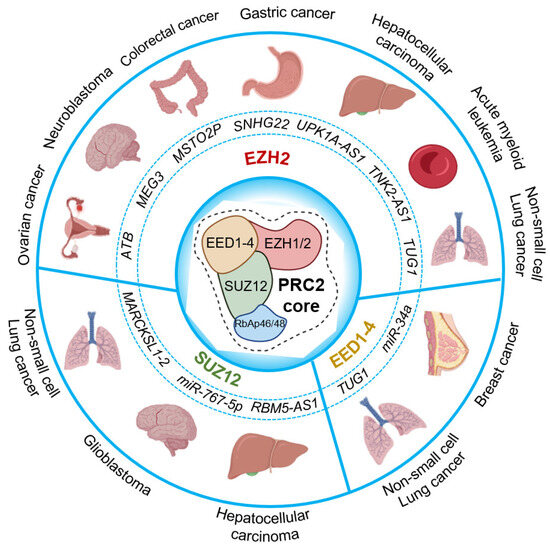 Cancers | Free Full-Text | Implications in Cancer of Nuclear Micro RNAs ... Cancers | Free Full-Text | Implications in Cancer of Nuclear Micro RNAs ...