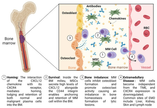Utilizing 3D Models to Unravel the Dynamics of Myeloma Plasma Cells ...