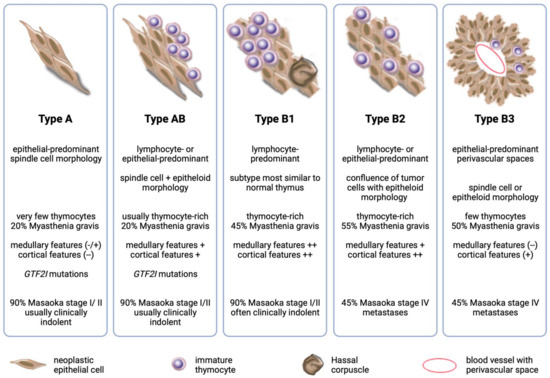 Non-Mutational Key Features in the Biology of Thymomas