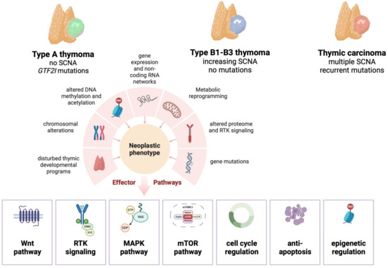 Non-Mutational Key Features in the Biology of Thymomas