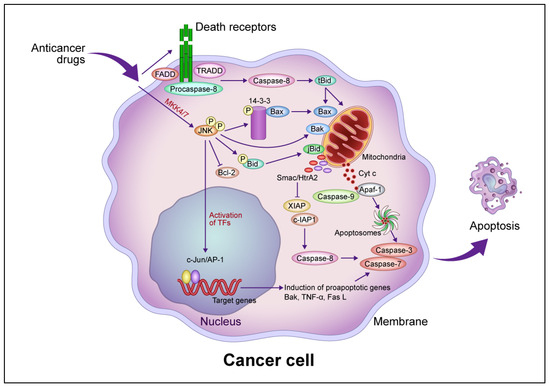 Impact of Complex Apoptotic Signaling Pathways on Cancer Cell ...