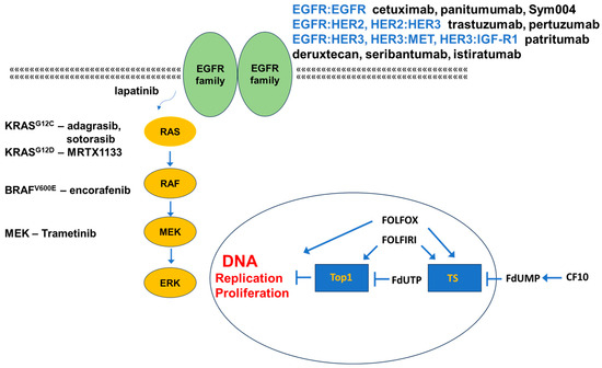 Recent Advances in Therapeutic Strategies to Improve Colorectal Cancer ...