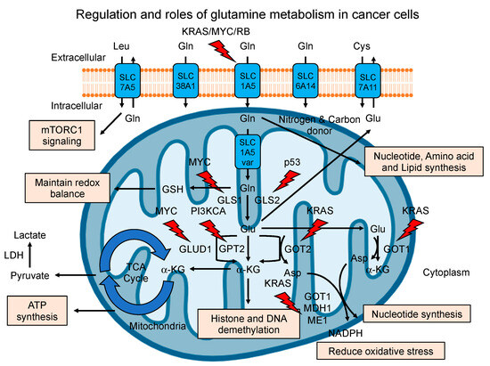 Glutamine Supplementation as an Anticancer Strategy: A Potential ...