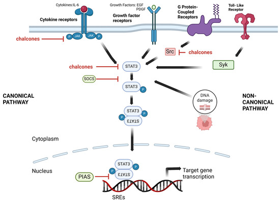 Targeting STAT3 and NF-κB Signaling Pathways in Cancer Prevention and ...