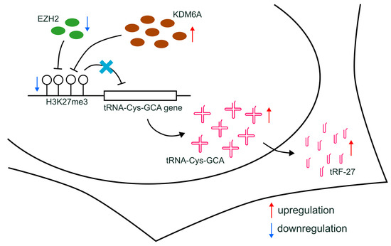 An Imbalance in Histone Modifiers Induces tRNA-Cys-GCA Overexpression ...