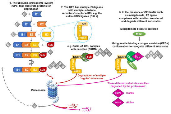 Mezigdomide—A Novel Cereblon E3 Ligase Modulator under Investigation in ...
