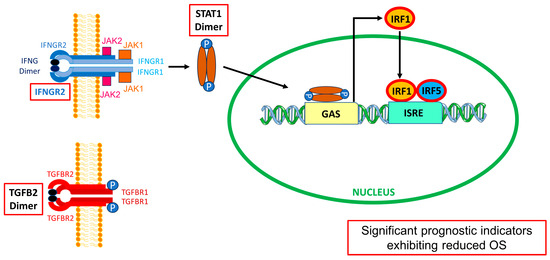 Transforming Growth Factor Beta 2 (TGFB2) mRNA Levels, in Conjunction ...