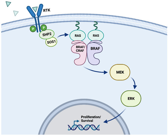 Mutations in the Serine/Threonine Kinase BRAF: Oncogenic Drivers in ...