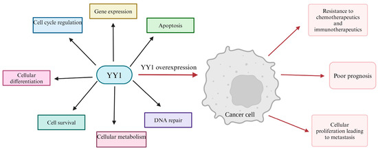Regulation of PD-L1 Expression by YY1 in Cancer: Therapeutic Efficacy ...