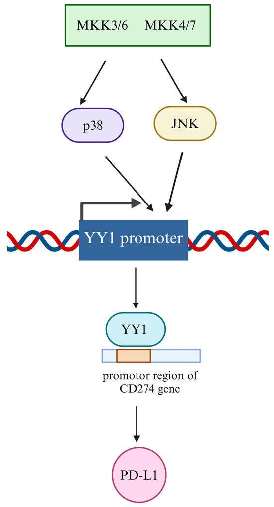 Cancers | Free Full-Text | Regulation of PD-L1 Expression by YY1 in Cancer: Therapeutic Efficacy ...