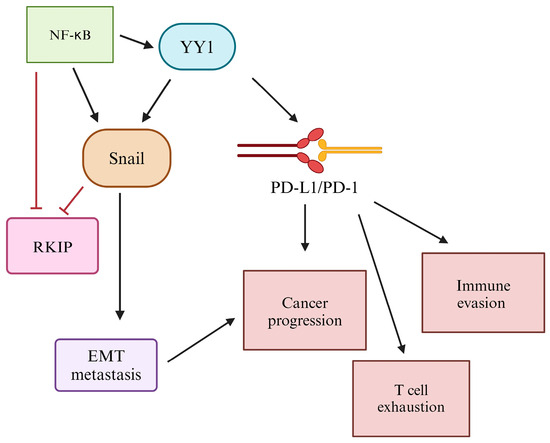 Regulation of PD-L1 Expression by YY1 in Cancer: Therapeutic Efficacy ...