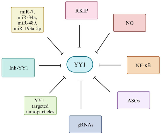Regulation of PD-L1 Expression by YY1 in Cancer: Therapeutic Efficacy ...