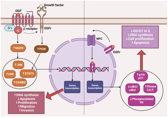 Low-Dose Naltrexone as an Adjuvant in Combined Anticancer Therapy