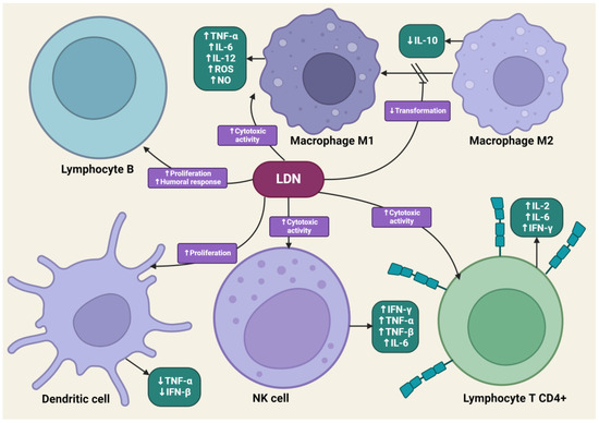 Low-Dose Naltrexone as an Adjuvant in Combined Anticancer Therapy
