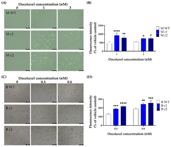 Sperm-Associated Antigen 5 Knockout Reduces Doxorubicin and Docetaxel ...
