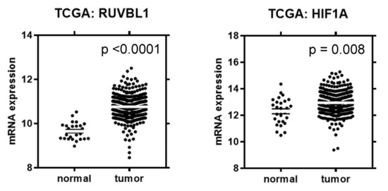 RUVBL1 in Clear-Cell Renal Cell Carcinoma: Unraveling Prognostic ...