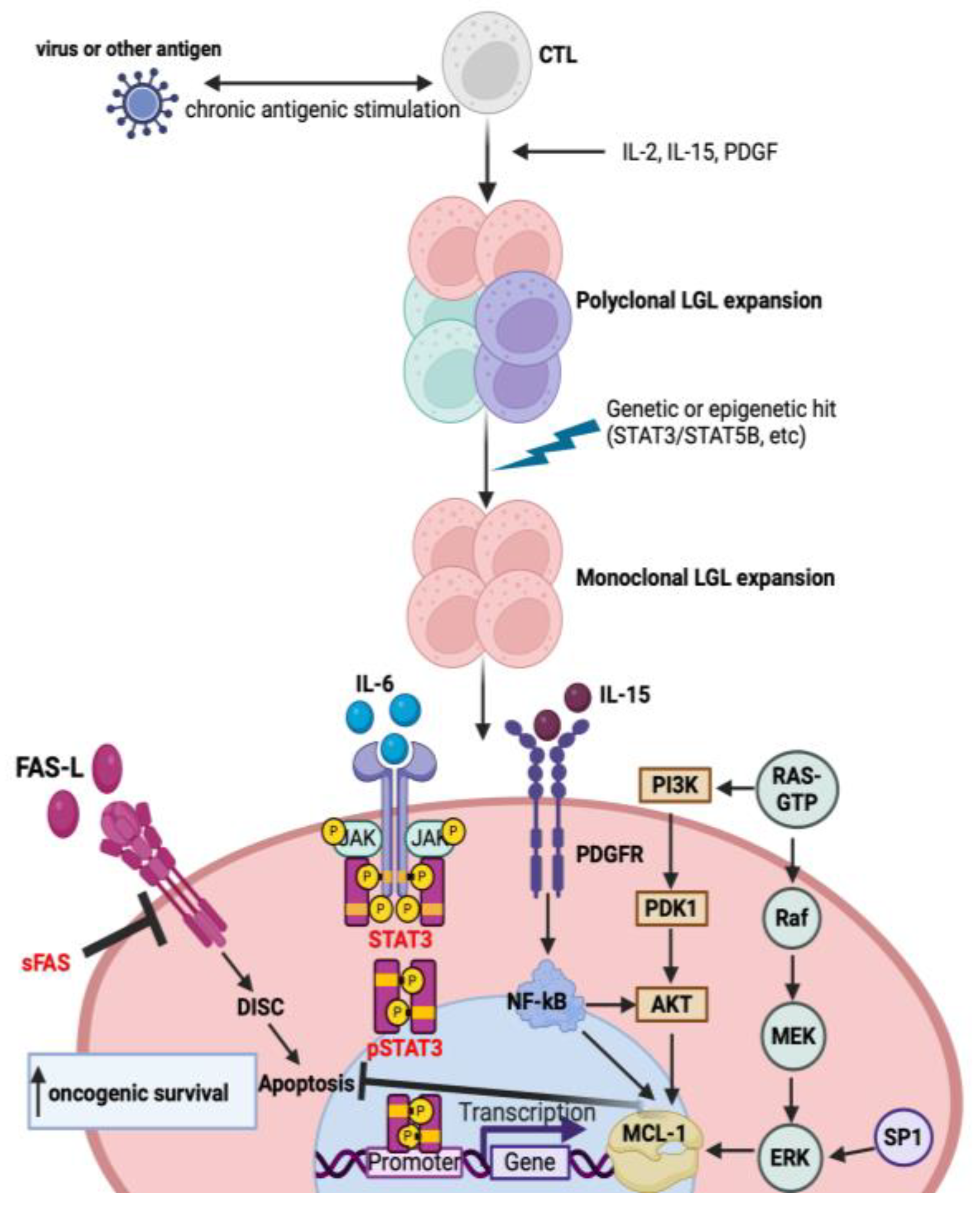 Large Granular Lymphocytic Leukemia: Clinical Features, Molecular ...